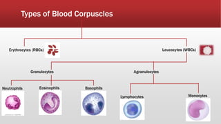 Cardiovascular system | PDF