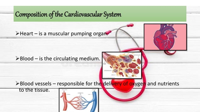 Cardiovascular system | PPT
