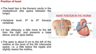 Cardiovascular system | PPTX