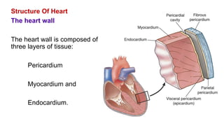 Cardiovascular system | PPTX
