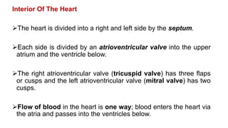 Cardiovascular system | PPTX