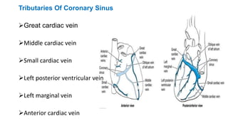 Cardiovascular system | PPTX
