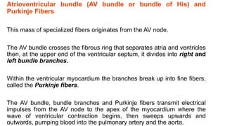 Cardiovascular system | PPTX