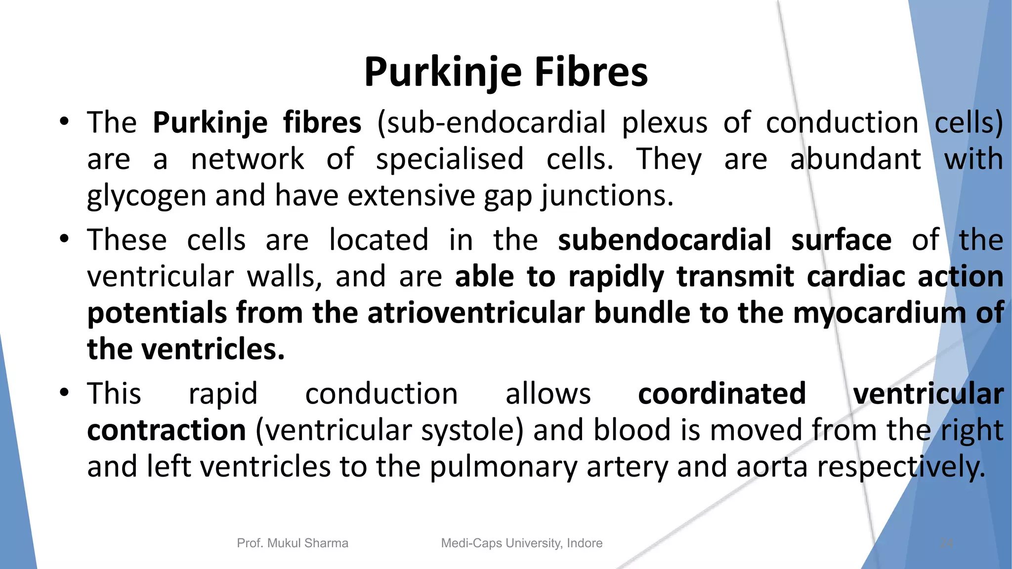 Cardiovascular System | PPT