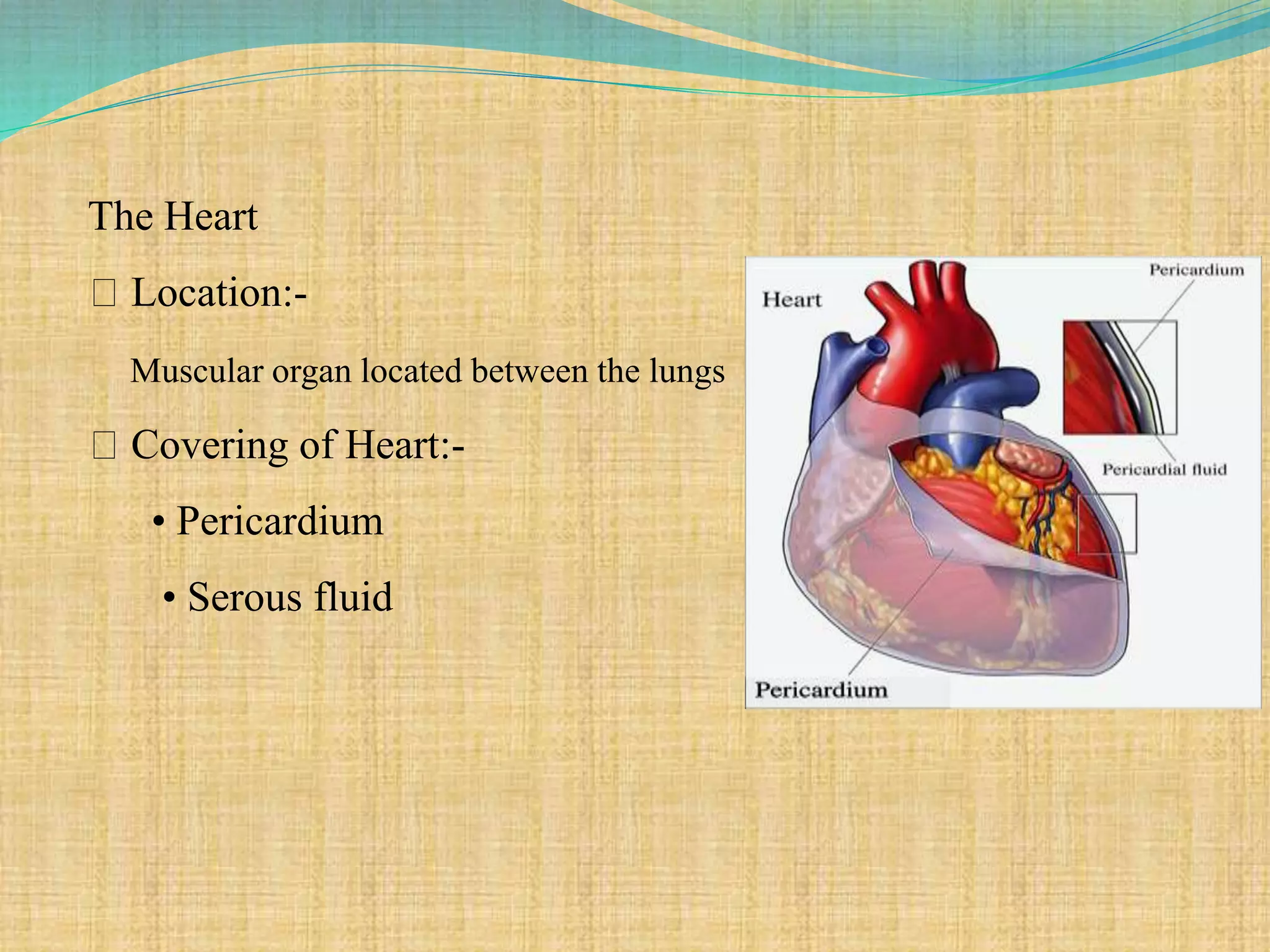 Cardiovascular system | PPT