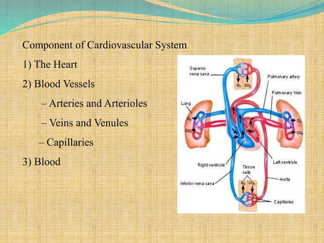 Cardiovascular system | PPT