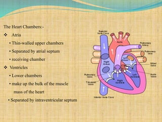 Cardiovascular system | PPT