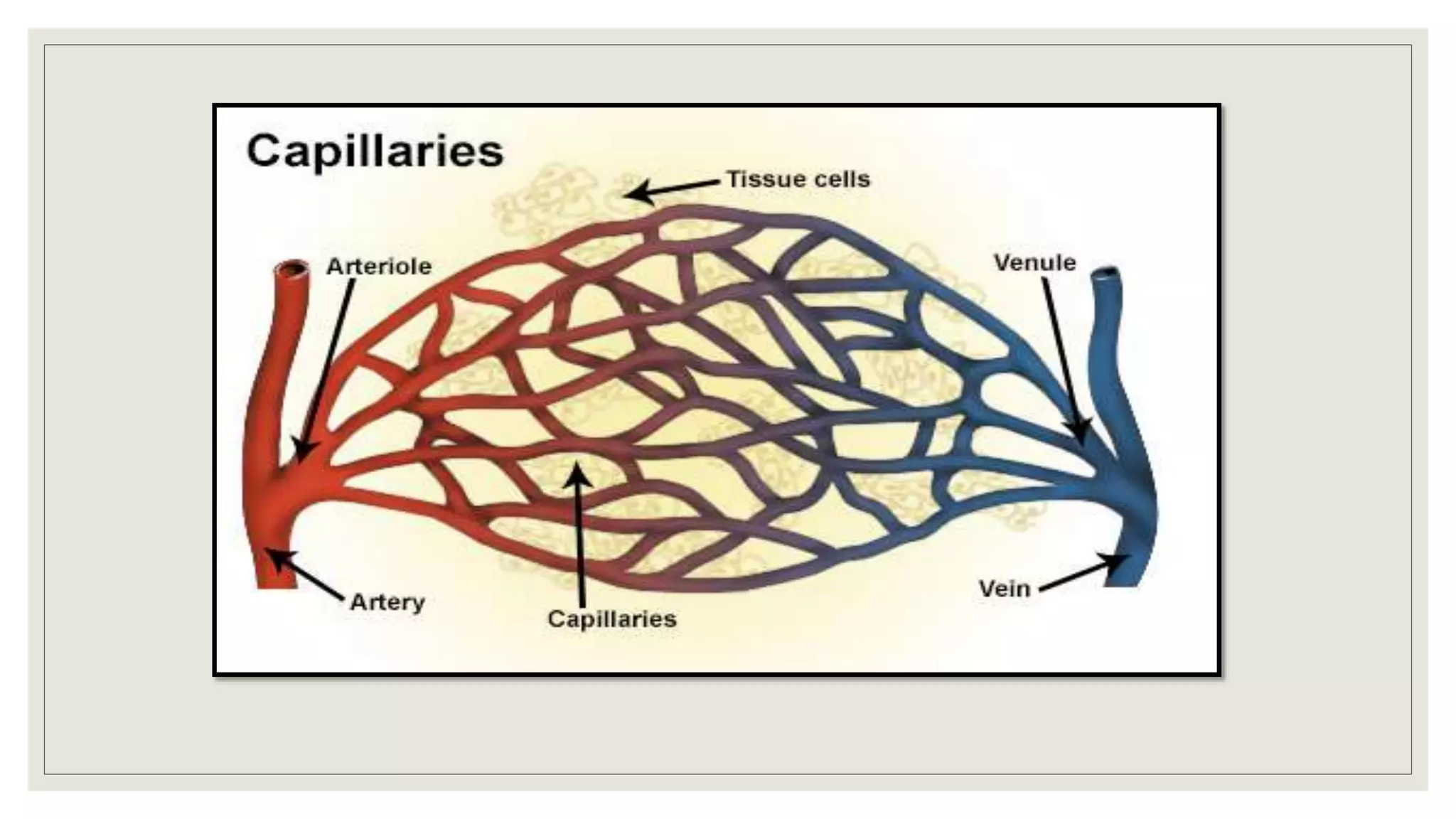 arteries, arterioles, veins, venules, capillary and fluid or gaseous ...