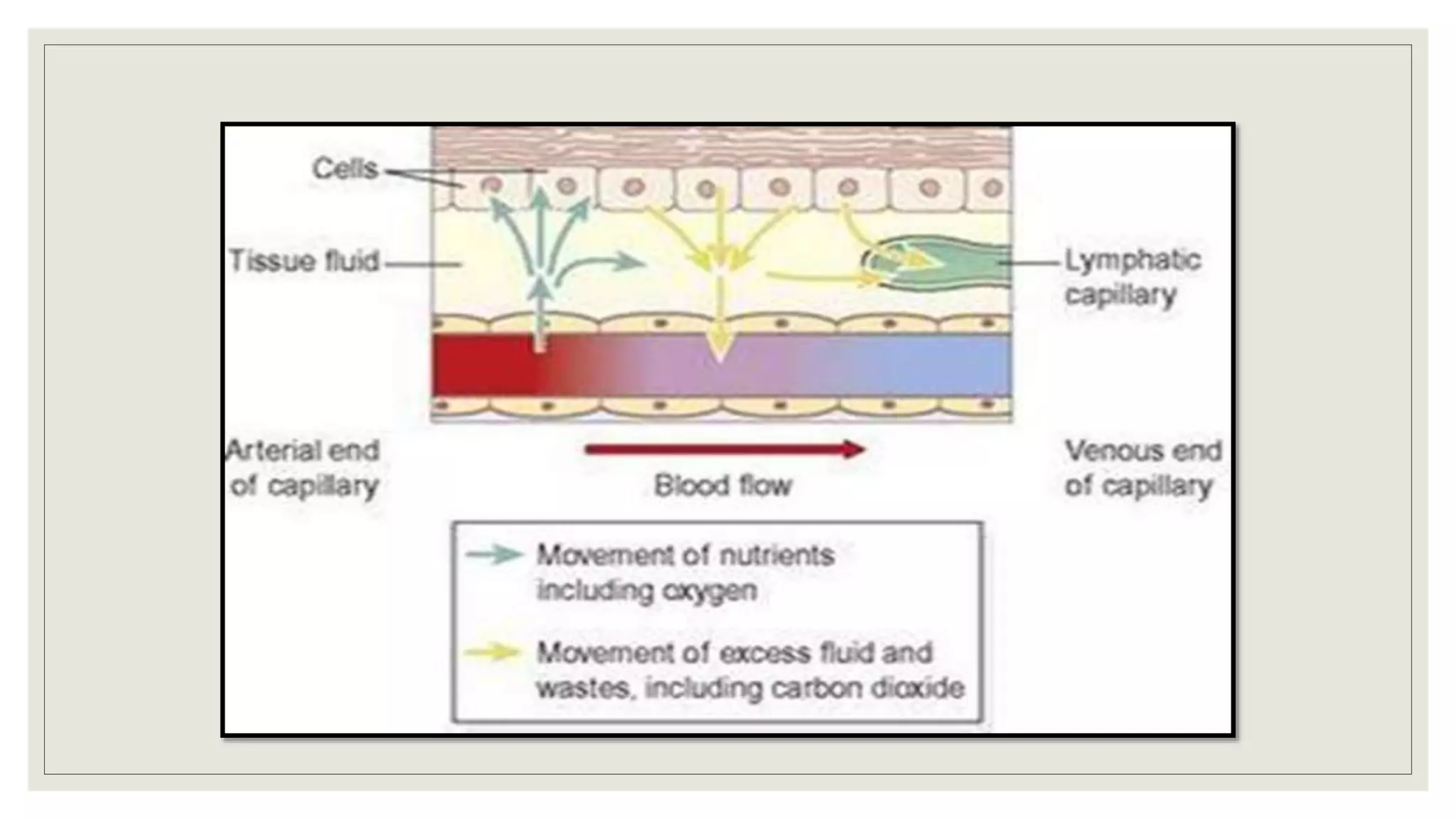 arteries, arterioles, veins, venules, capillary and fluid or gaseous ...