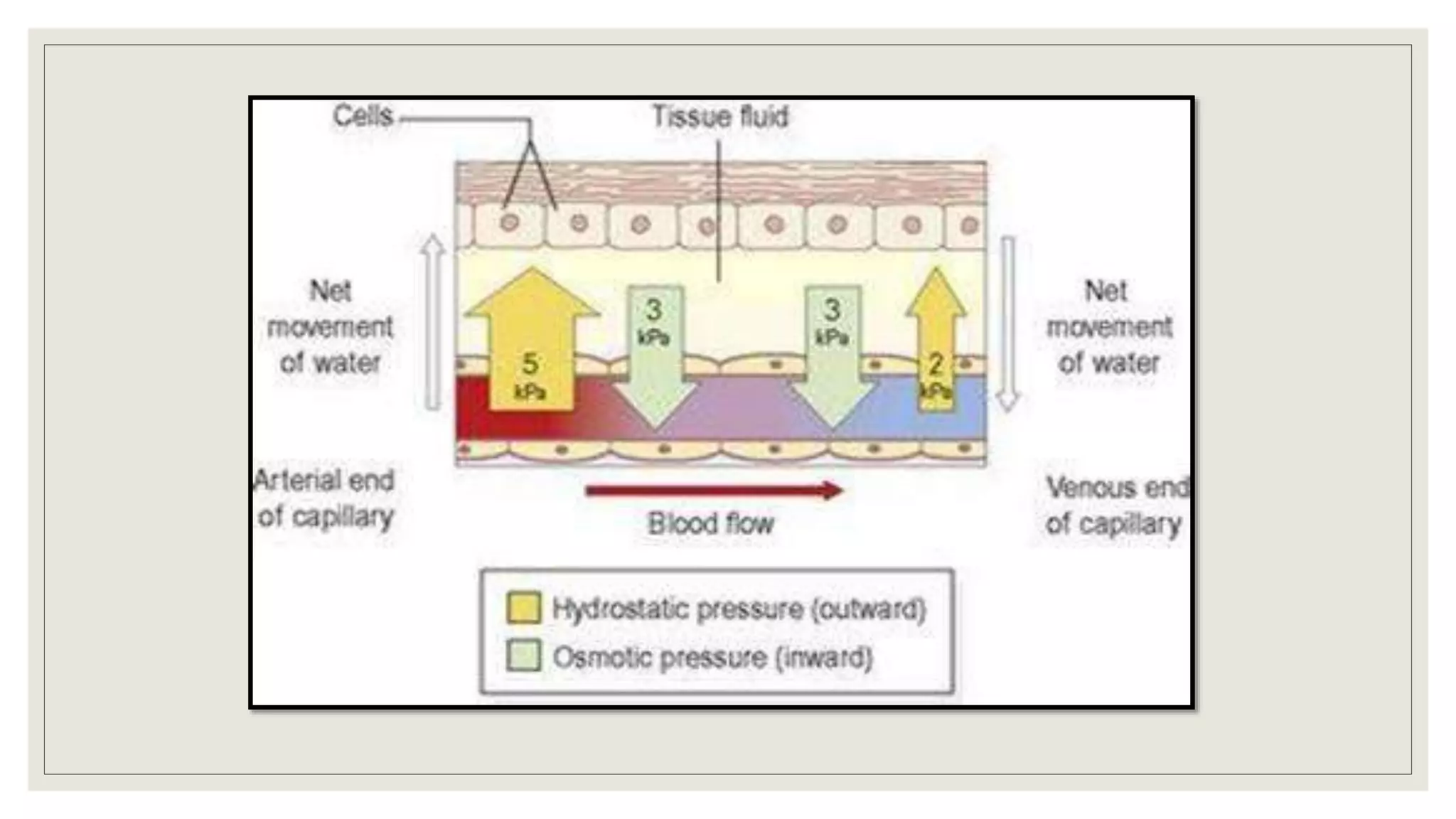arteries, arterioles, veins, venules, capillary and fluid or gaseous ...
