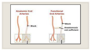arteries, arterioles, veins, venules, capillary and fluid or gaseous ...
