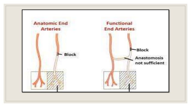 arteries, arterioles, veins, venules, capillary and fluid or gaseous ...