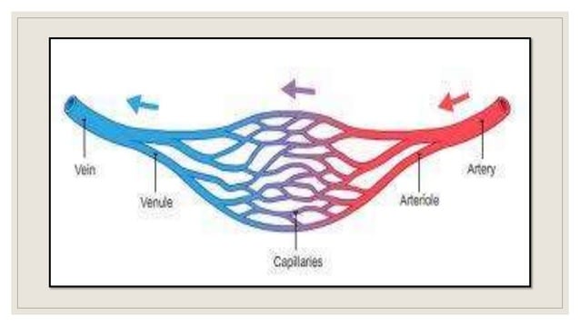 arteries, arterioles, veins, venules, capillary and fluid or gaseous ...
