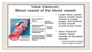 arteries, arterioles, veins, venules, capillary and fluid or gaseous ...