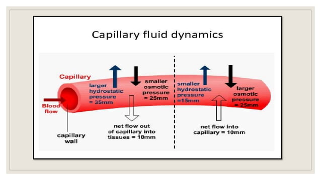 arteries, arterioles, veins, venules, capillary and fluid or gaseous ...