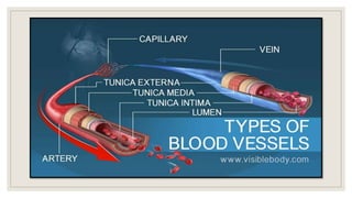 arteries, arterioles, veins, venules, capillary and fluid or gaseous ...