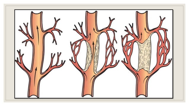 arteries, arterioles, veins, venules, capillary and fluid or gaseous ...