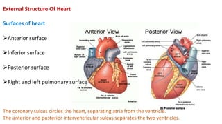 Cardiovascular system | PPTX