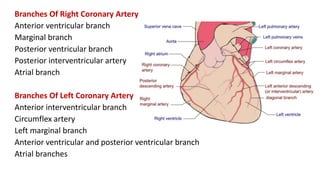 Cardiovascular system | PPTX