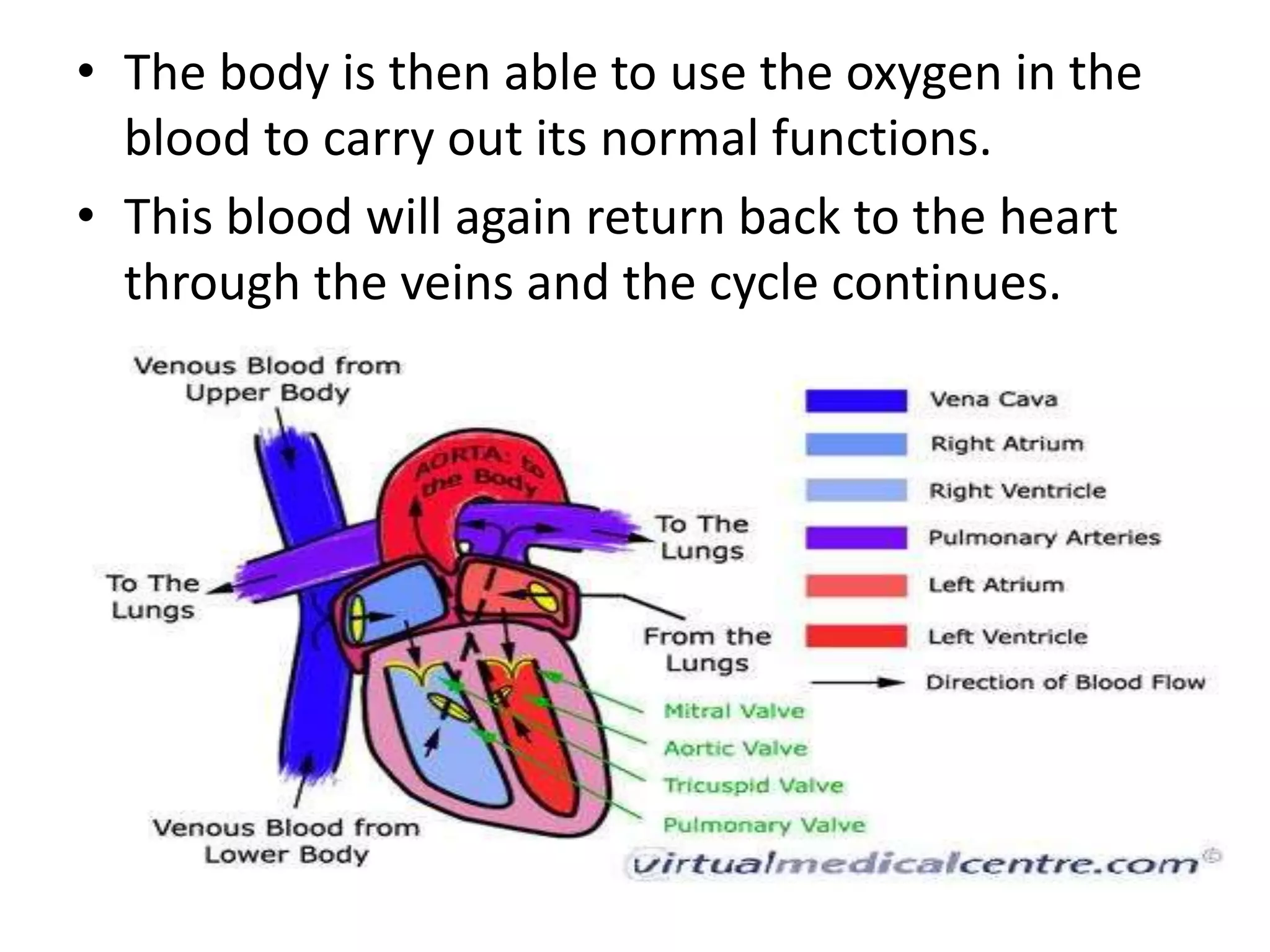 Cardiovascular system | PPTX