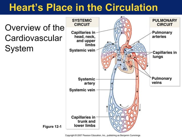 Cardiovascular system | PPT