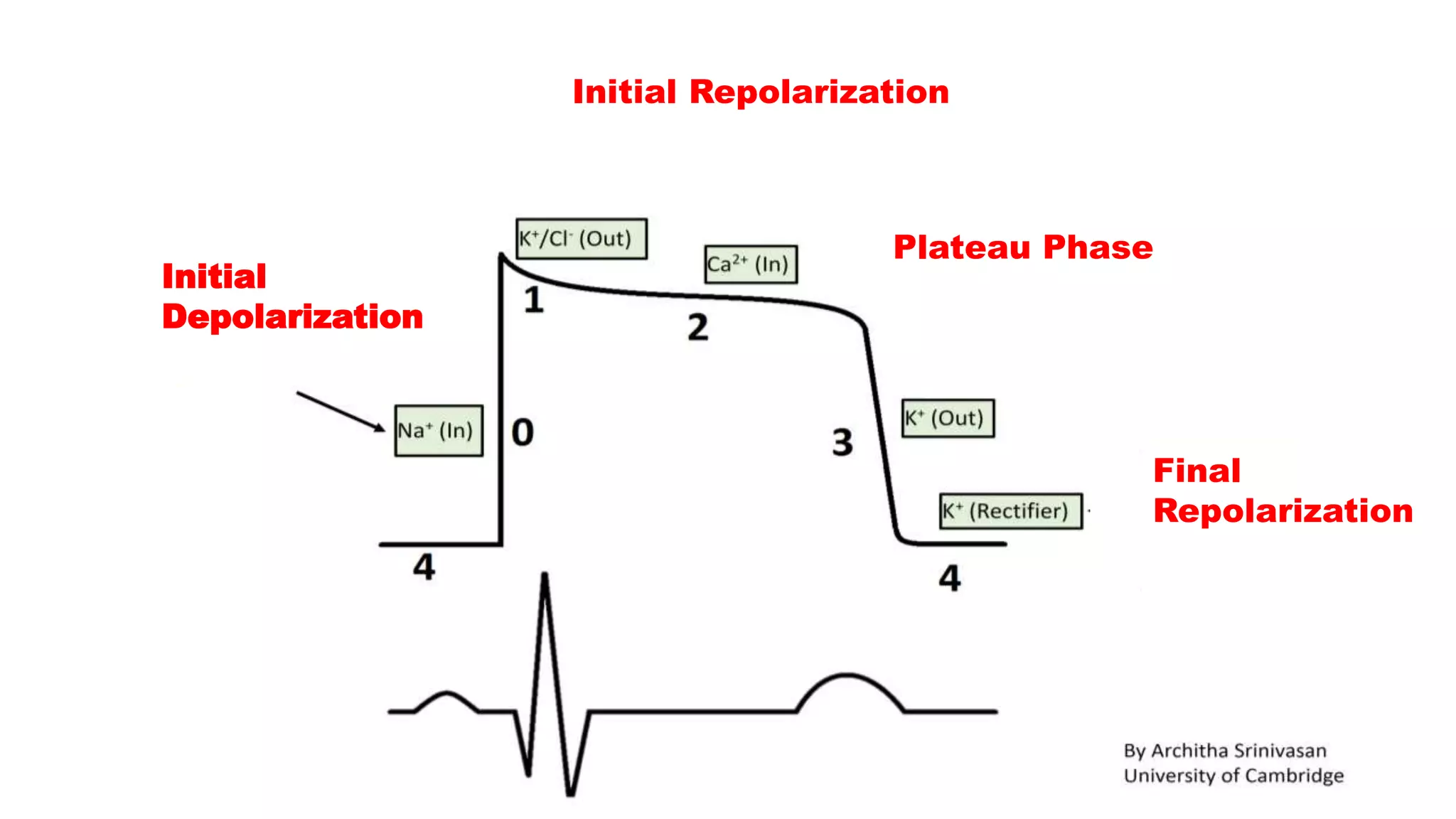 Cardiovascular System.pptx