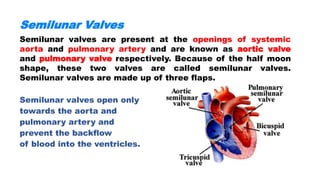 Cardiovascular System.pptx