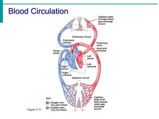 Cardiovascular system.ppt