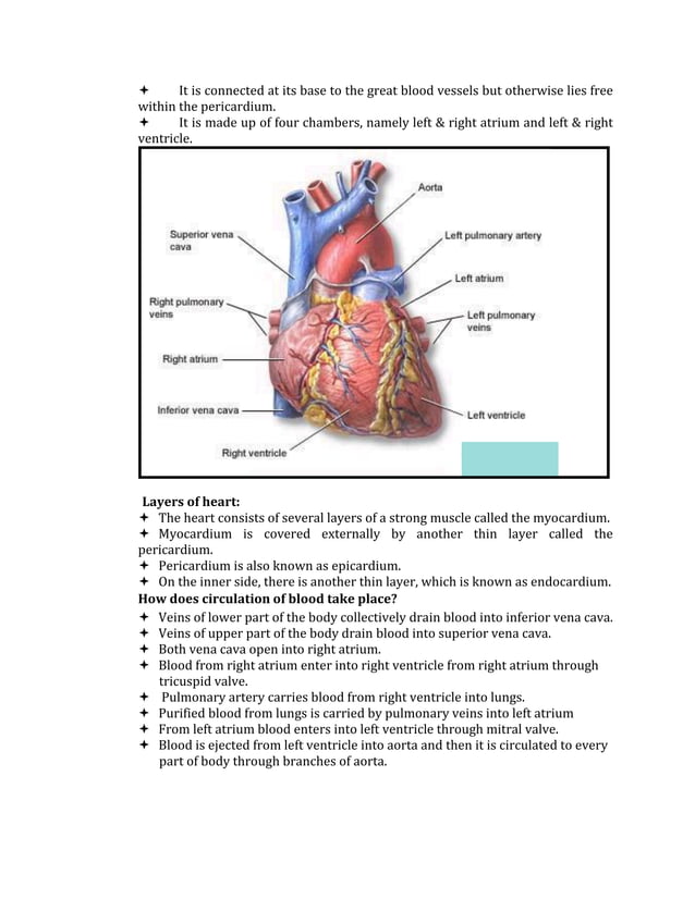 M6 - Cardiovascular System | PDF