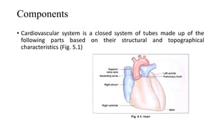 Cardiovascular System.pptx