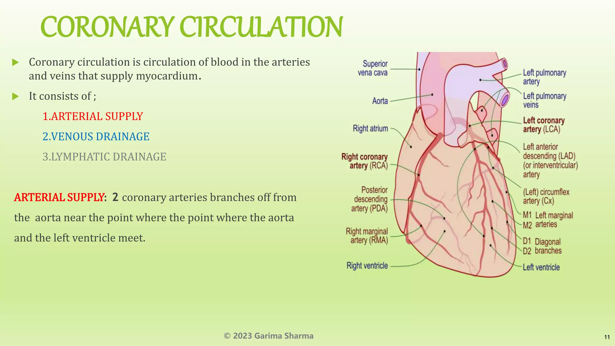 CARDIOVASCULAR SYSTEM.pptx