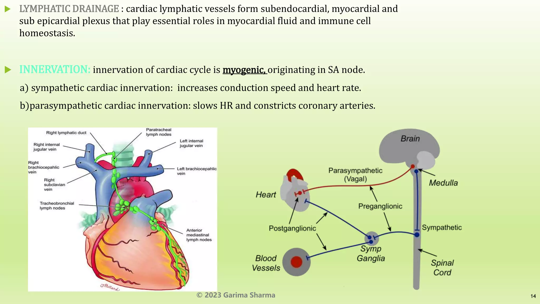CARDIOVASCULAR SYSTEM.pptx