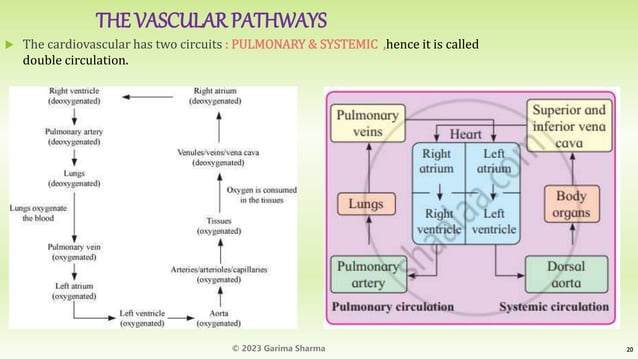 CARDIOVASCULAR SYSTEM.pptx