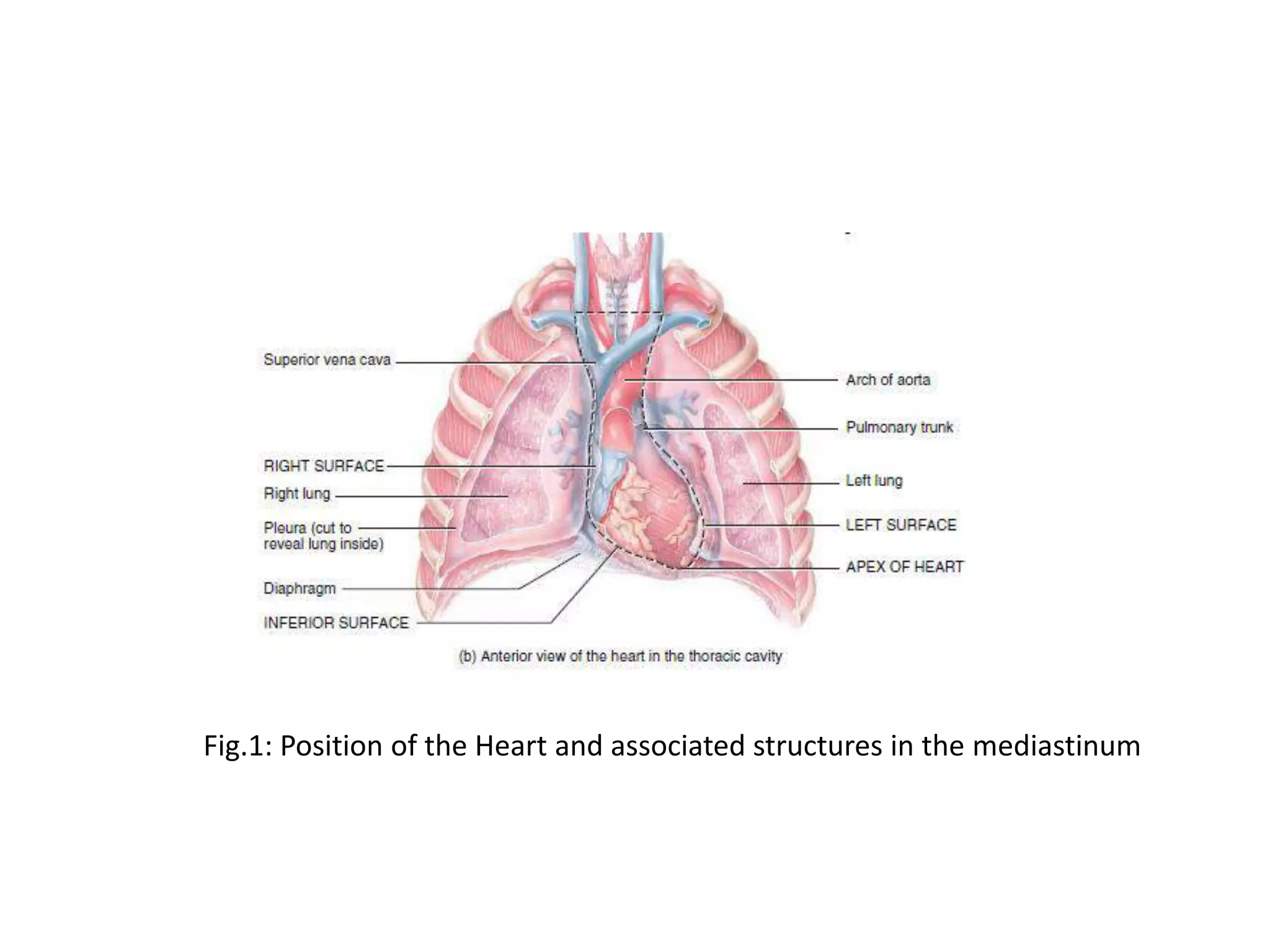 Cardiovascular System.pdf
