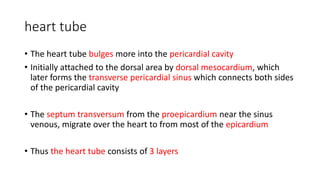 Cardiovascular System.pptx