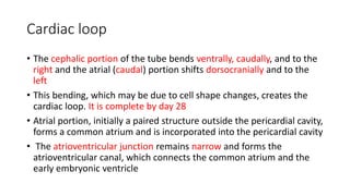 Cardiovascular System.pptx