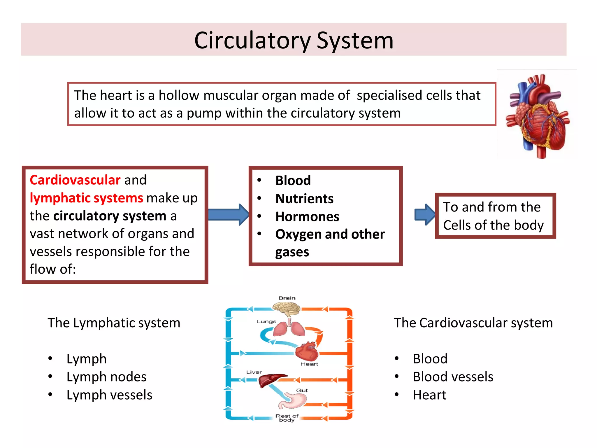 cardiovascular system.pdf