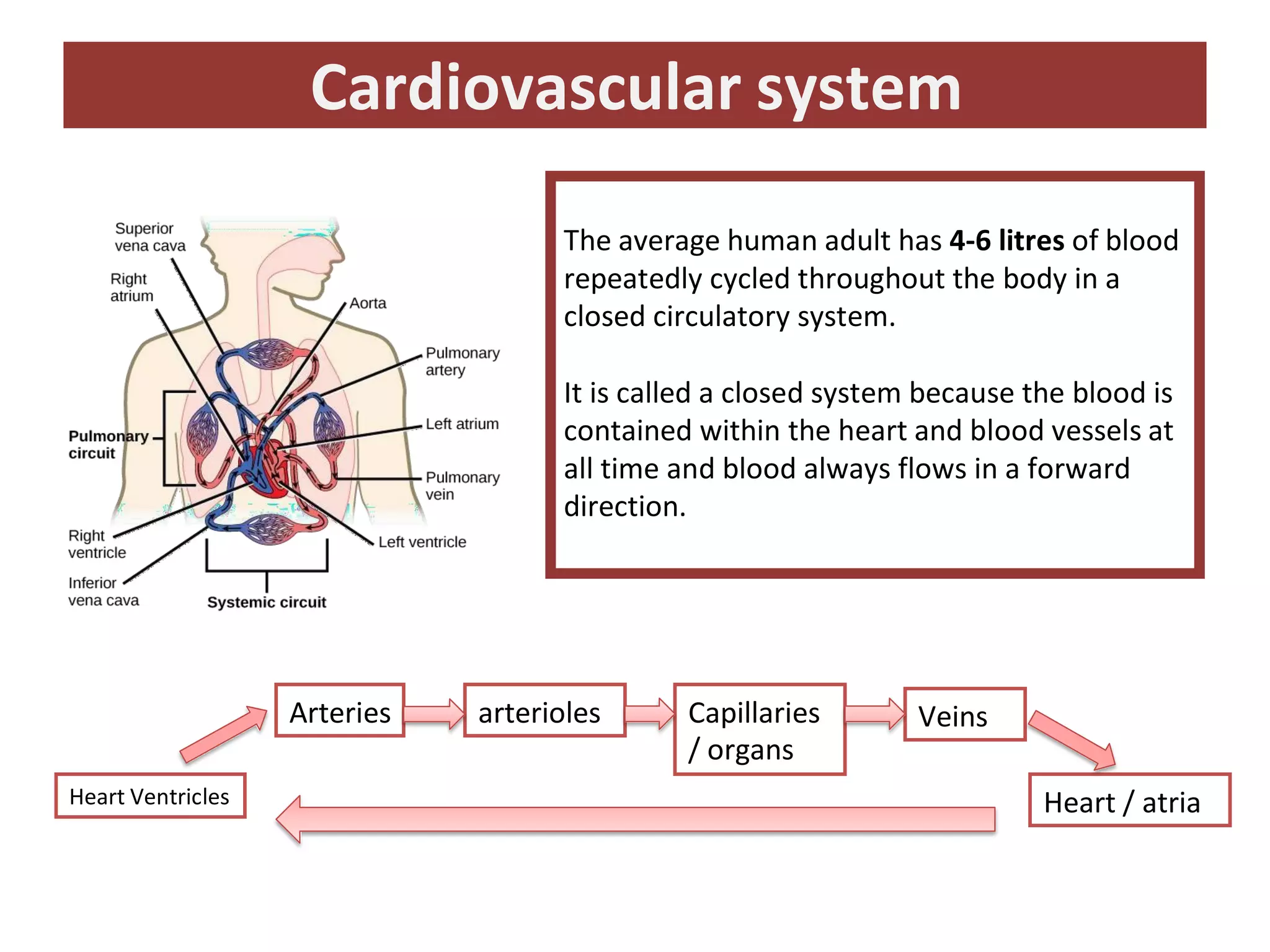cardiovascular system.pdf