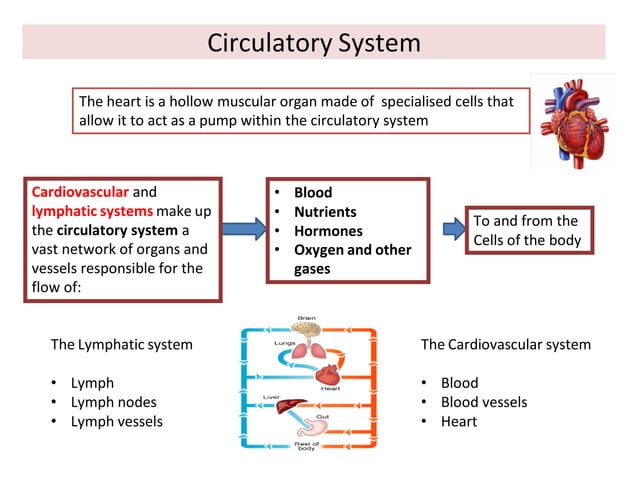 cardiovascular system.pdf