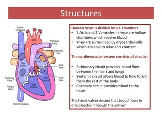 cardiovascular system.pdf | Heart and Cardiovascular Diseases ...