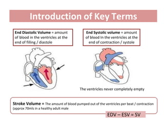 cardiovascular system.pdf | Heart and Cardiovascular Diseases ...
