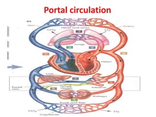 Cardiovascular system.pptx