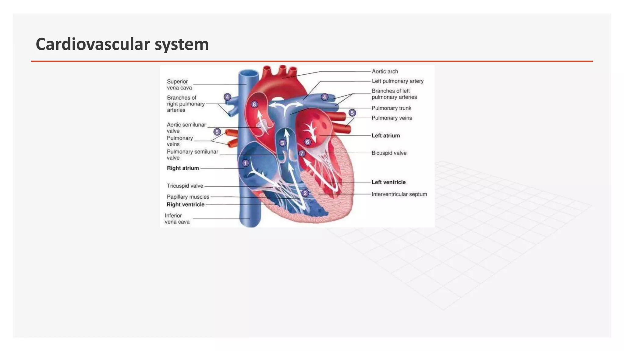 Cardiovascular system.pptx