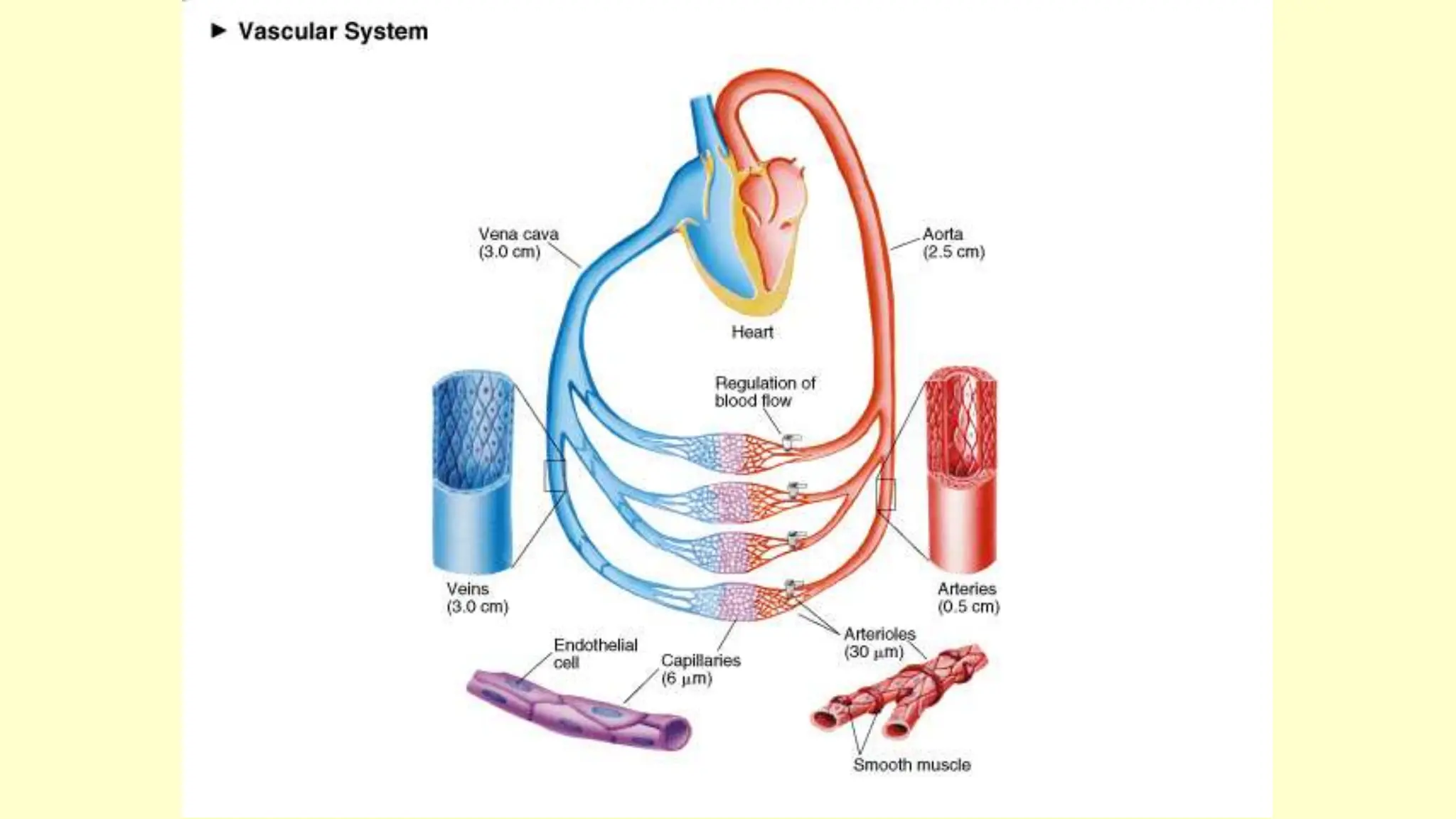 CARDIOVAS CULAR SYSTEM.pptx