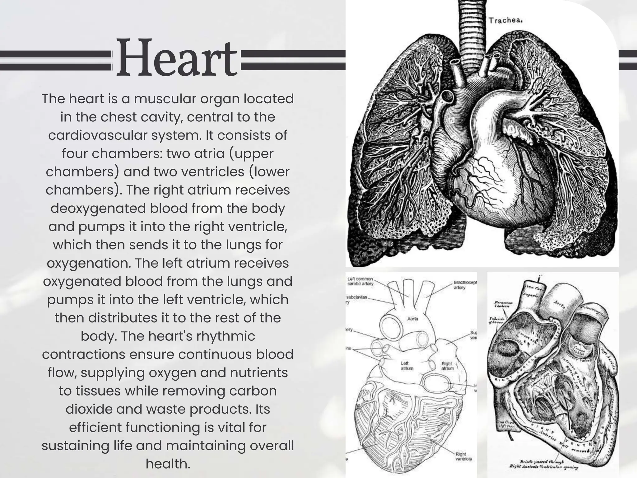 PowerPoint presentation on cardio-vascular system | PPTX