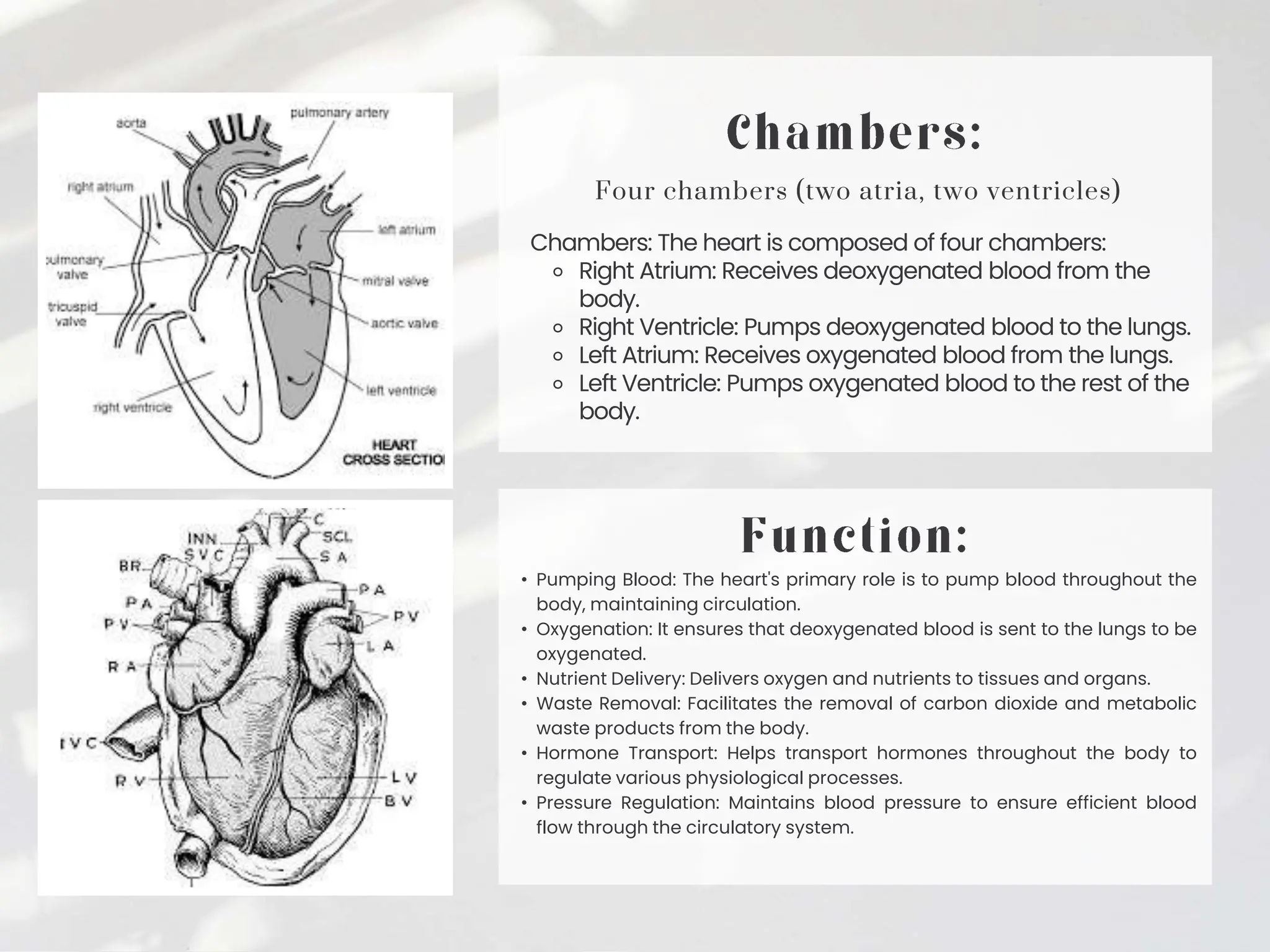 PowerPoint presentation on cardio-vascular system | PPTX