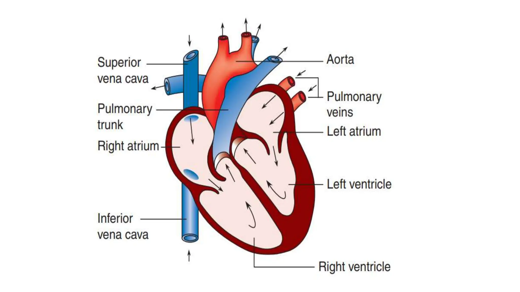 cardiovascualr system and heart of human .pptx