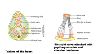 cardiovascualr system and heart of human .pptx
