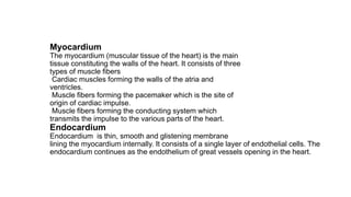 cardiovascualr system and heart of human .pptx