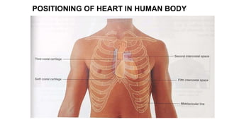 cardiovascualr system and heart of human .pptx